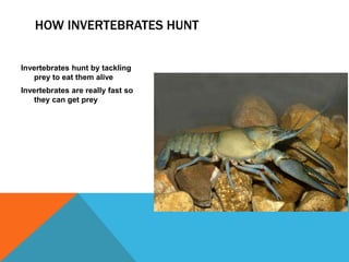 Chase reptiles | PPT