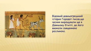 «Часник лікувати звик» ( до Дня любителів часнику)chasn.pptx