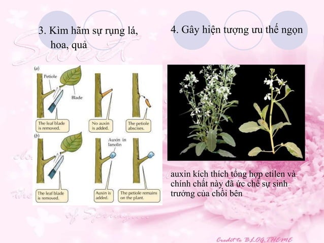 Chat dieu-hoa-sinh-truong-thuc-vat | PPT