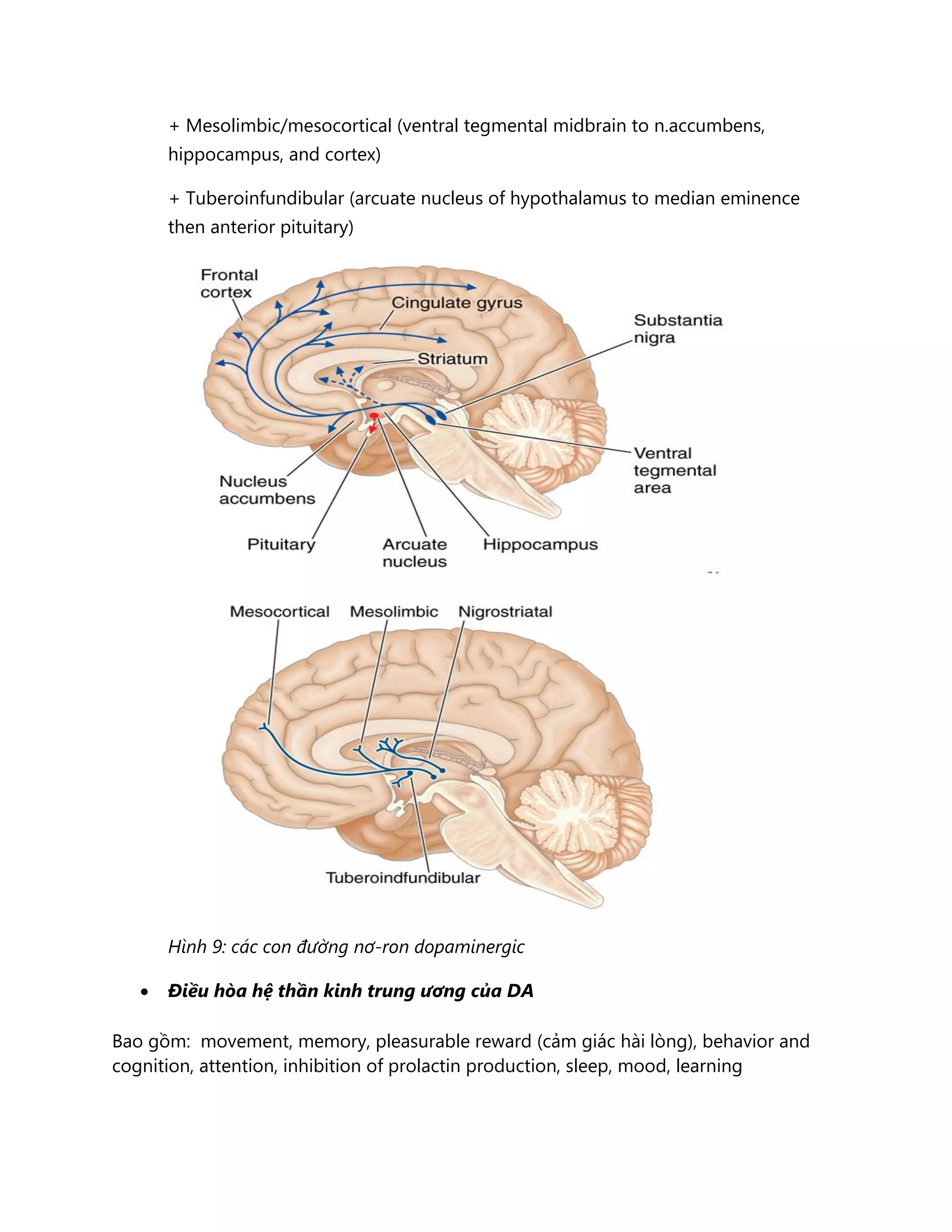 Các chất dẫn truyền thần kinh - Đại học Y dược TPHCM | PDF
