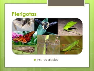 Chave dicotômica de pterigotas | PPTX