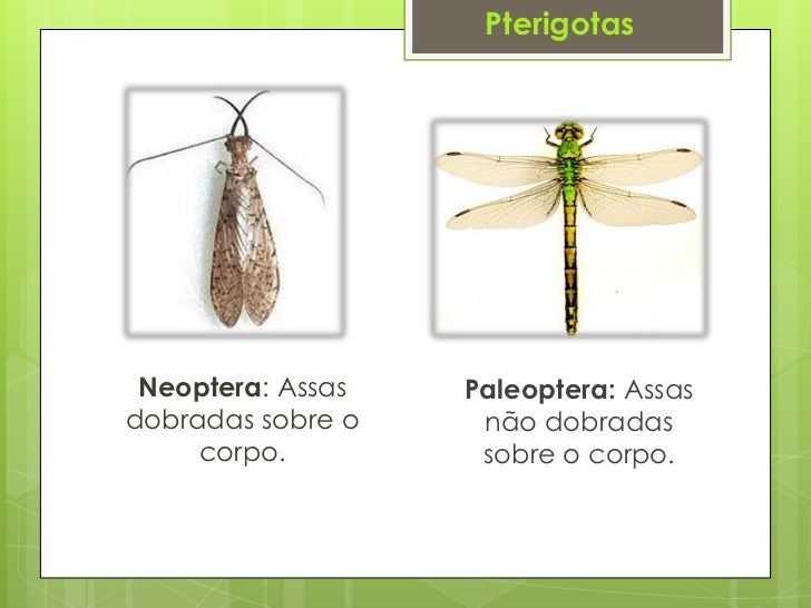 Chave dicotômica de pterigotas