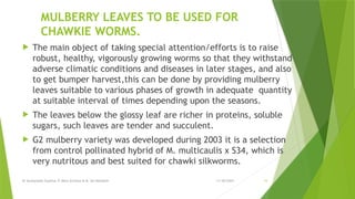 All details About the Chawkie worms.pptx