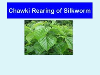 chawki rearing presentation with detail information about chawki rearng.ppt