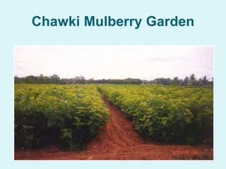 chawki rearing presentation with detail information about chawki rearng.ppt