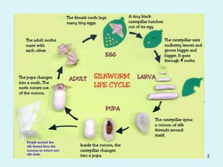 chawki rearing presentation with detail information about chawki rearng.ppt