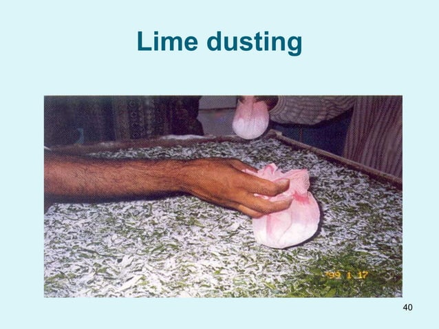 chawki rearing presentation with detail information about chawki rearng ...