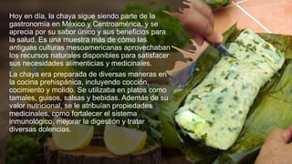 Chaya Y Chipilin plantas para la cocina mediterranea | PPTX