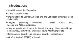 Chayote | PPTX