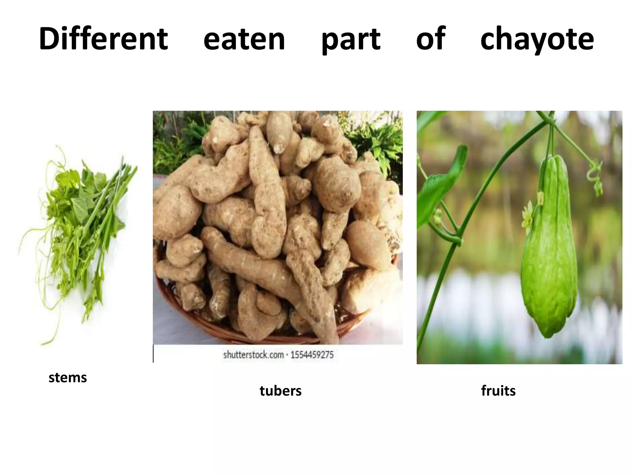 Chayote.pptx