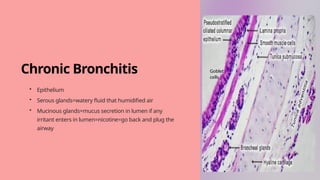 Lung, Robbins Pathology , COPD, Chronic Bronchitis | PPTX