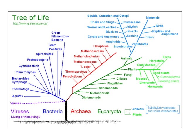 CHC theory 101: From general intelligence (g) to CHC theory | PPTX