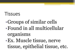 Comprehensive Overview of Human Body Cells, Tissues, Organs, and ...