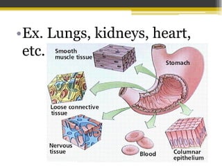 Comprehensive Overview of Human Body Cells, Tissues, Organs, and ...
