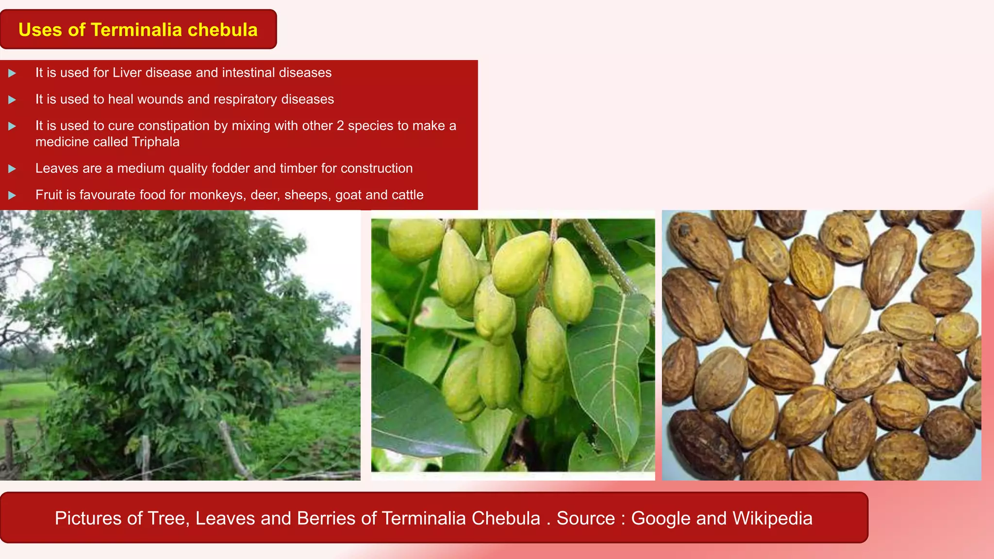 Chebula,belerica | PPTX