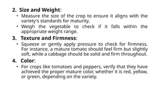 Checking Maturity Indices of Vegetable Crops.pptx