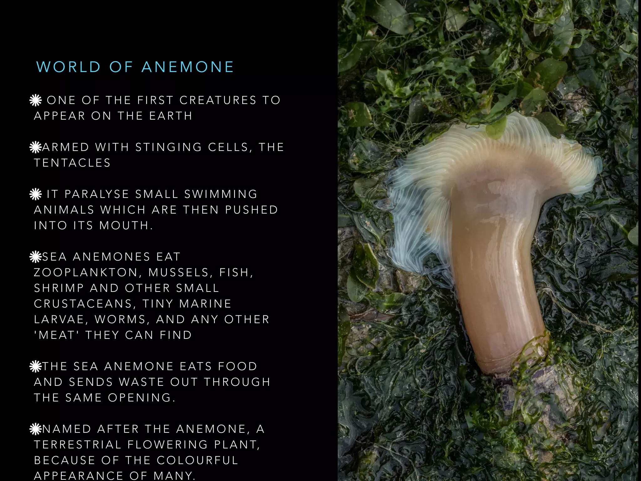 Pesta Ubin Check jawa NPSS Outing | PDF | Fish and Aquariums | Pets