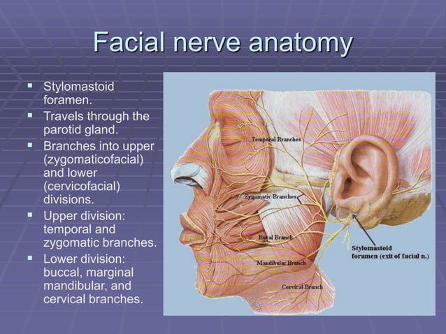 cheek-reconstruction-ppt.ppt