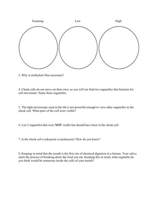 Cheek cell lab | DOCX | Biological Sciences | Science
