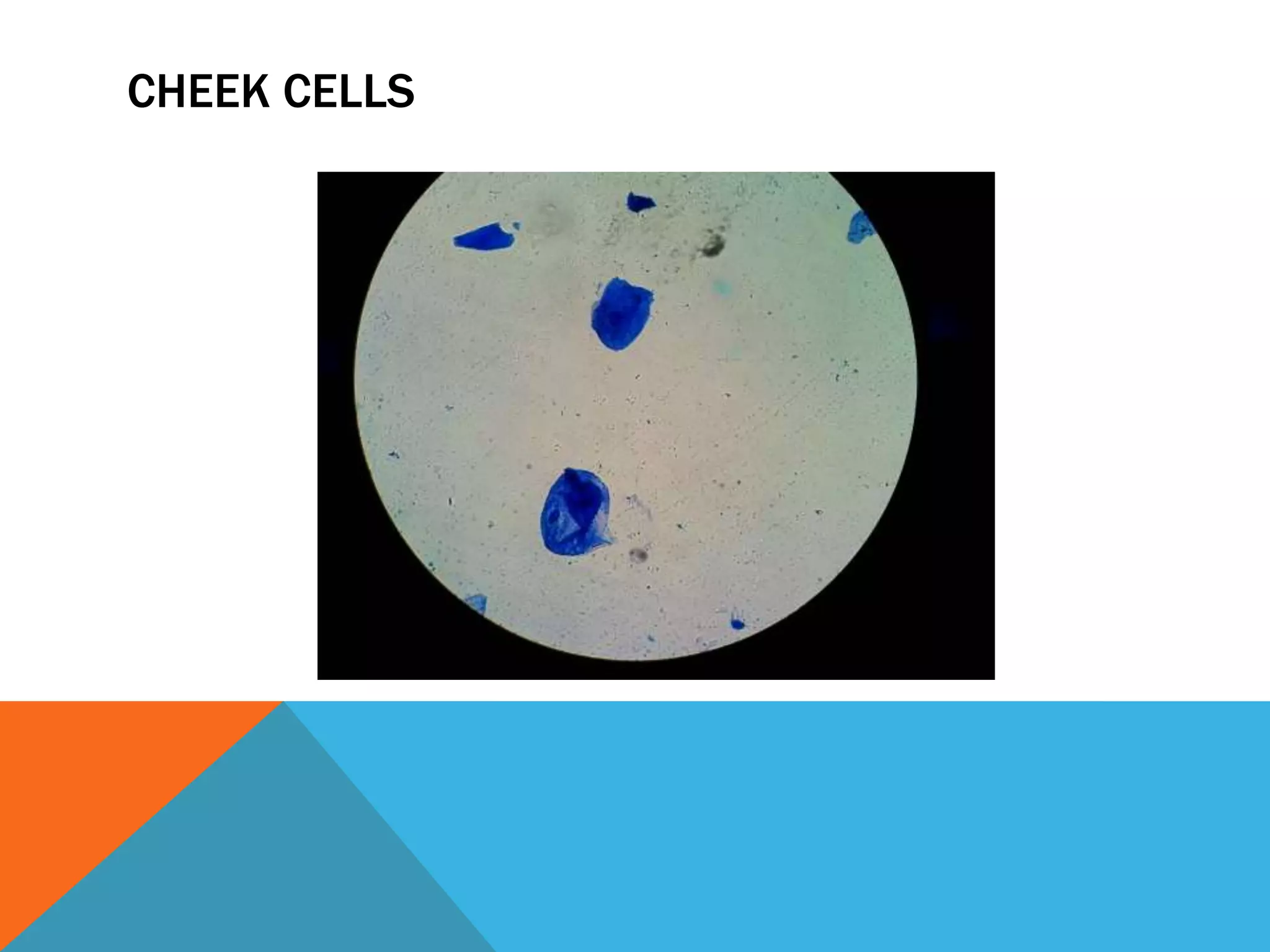 Cheek cells | PPTX