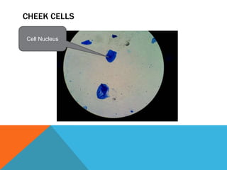 Cheek cells | PPTX