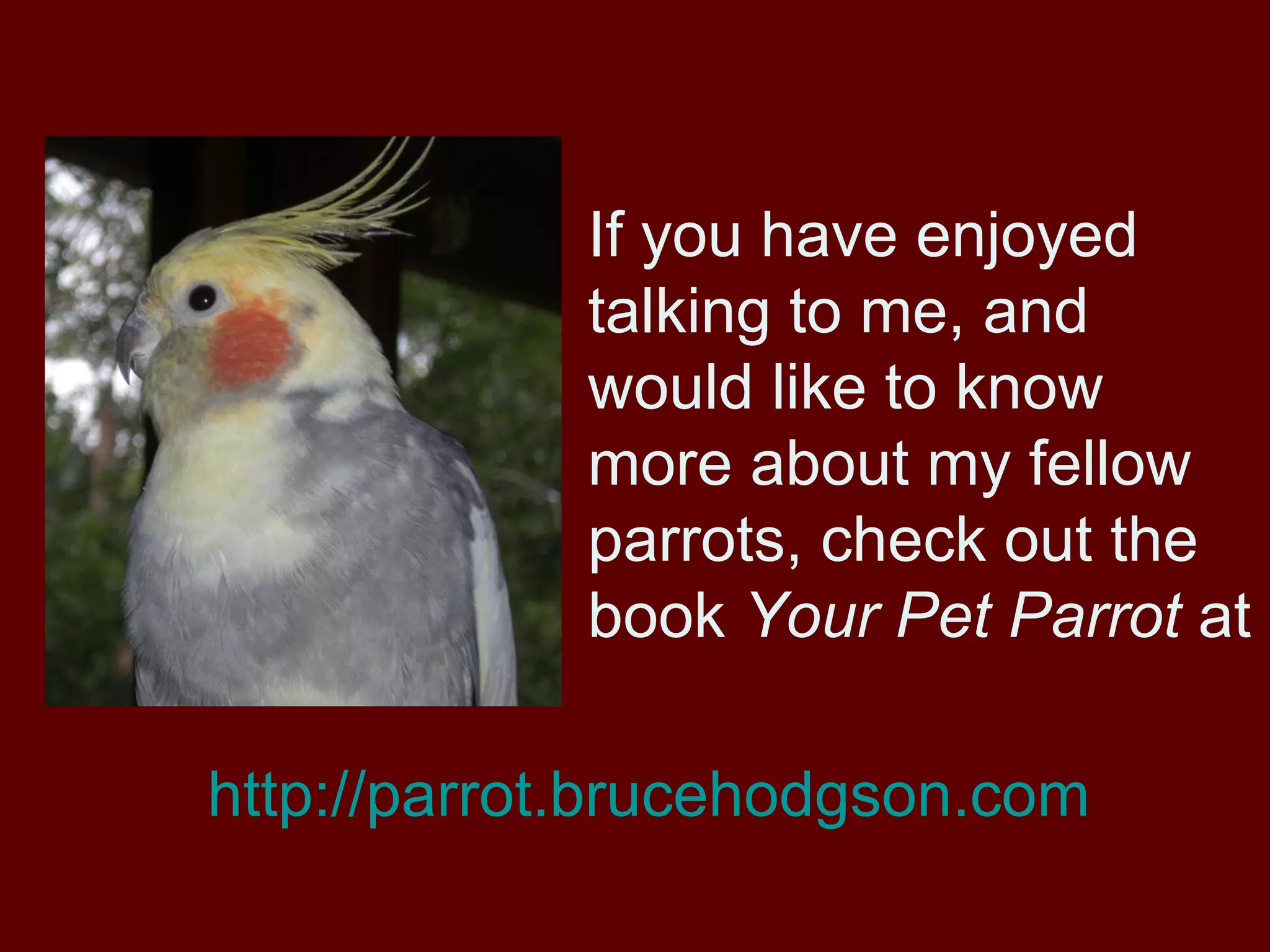 A Conversation With My Pet Parrot | PPT