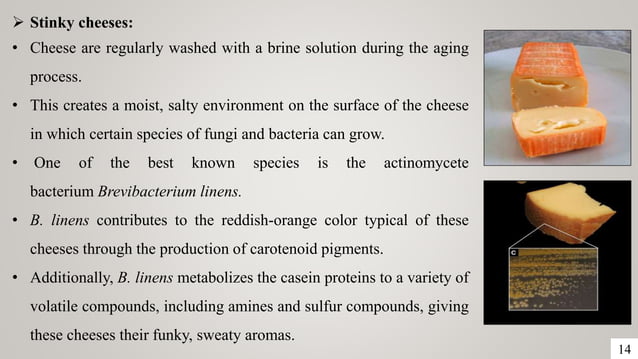 Cheese Production Process | PPTX
