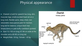 Cheeta .ppt
