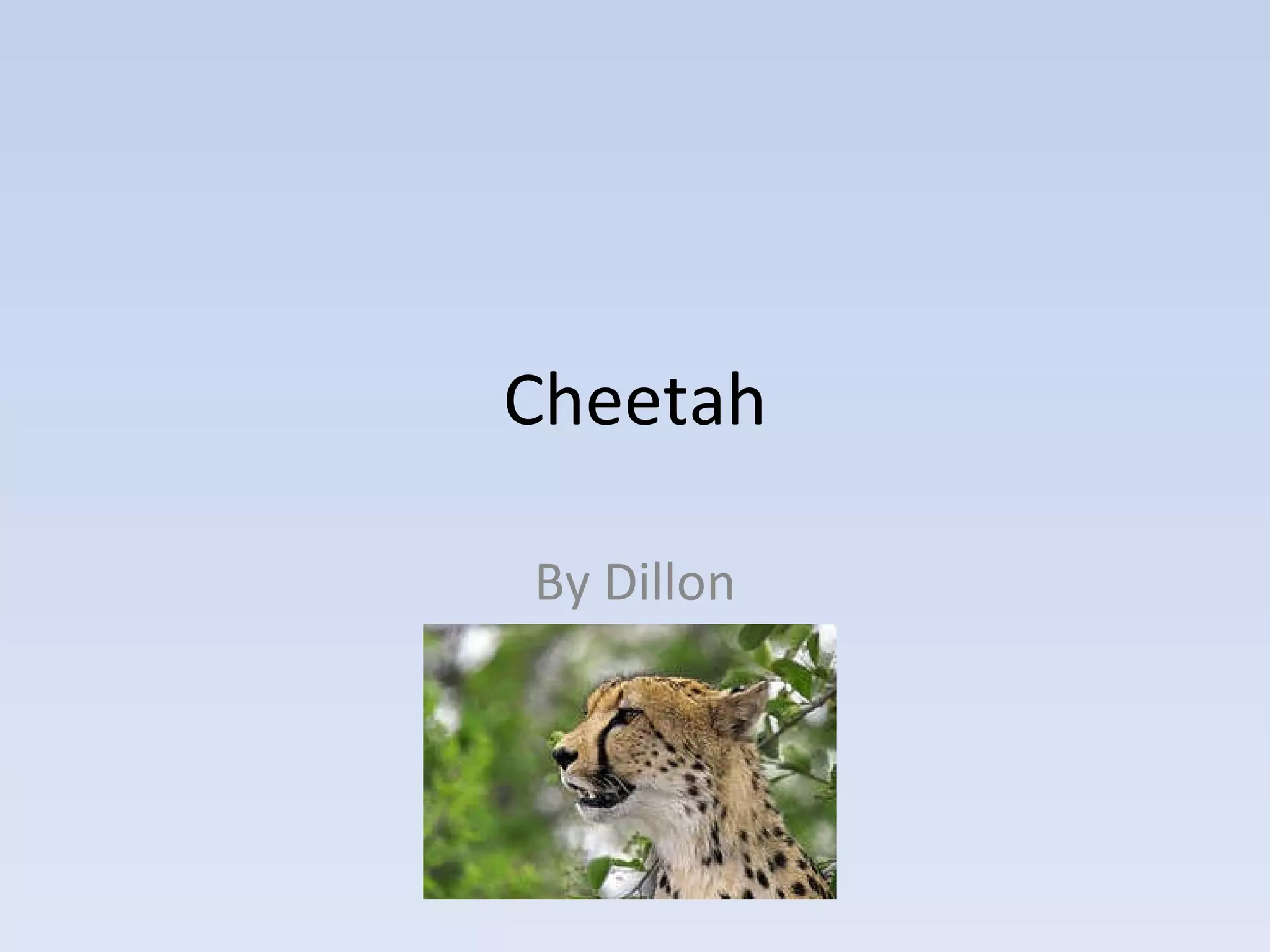 Cheetah | PPT