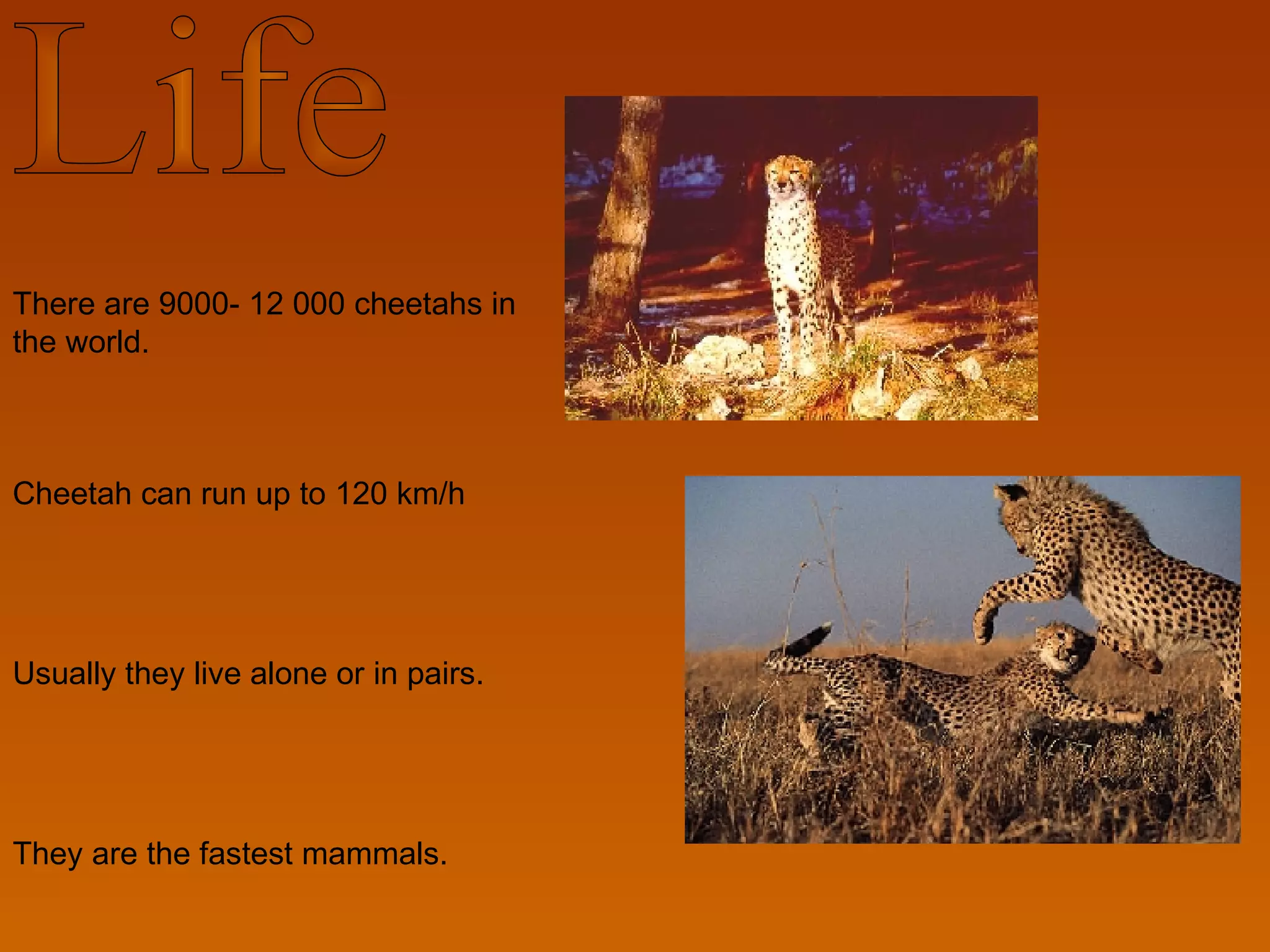 Cheetah | PPT