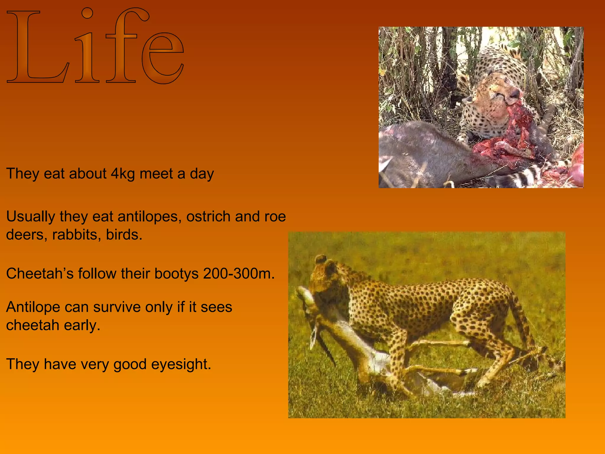 Cheetah | PPT