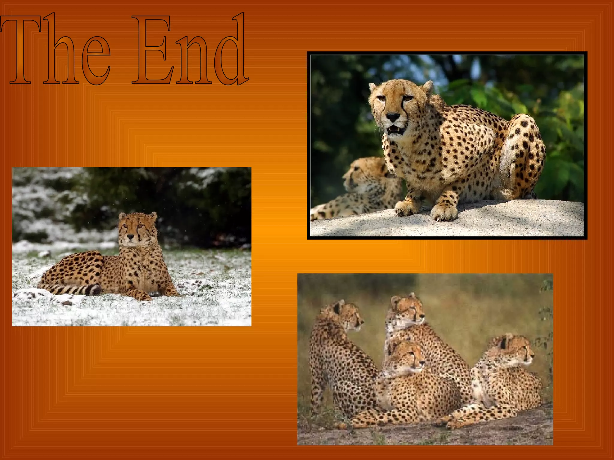 Cheetah | PPT