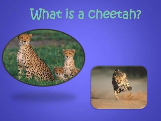 Cheetah | PPTX