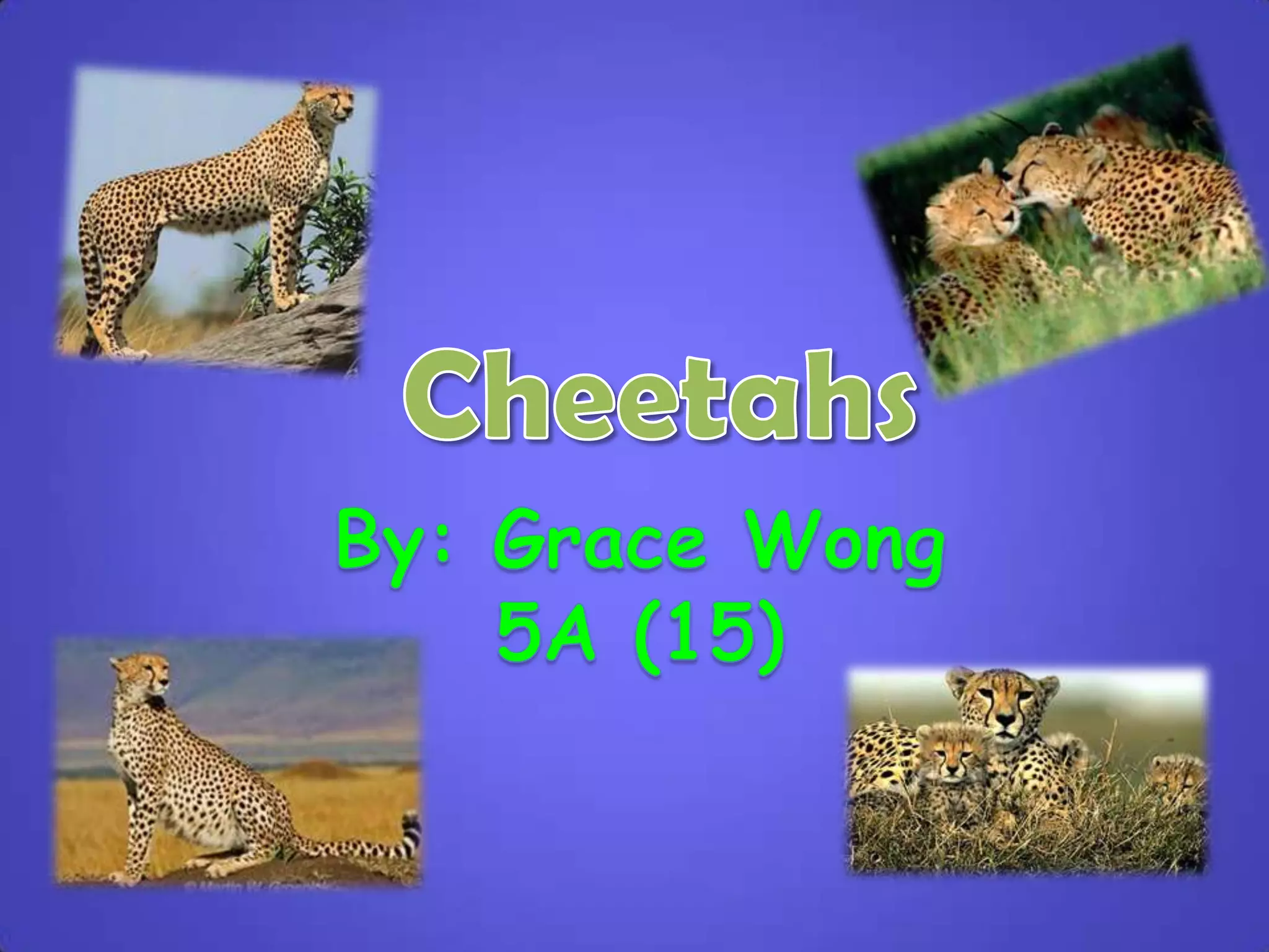 Cheetah | PPT