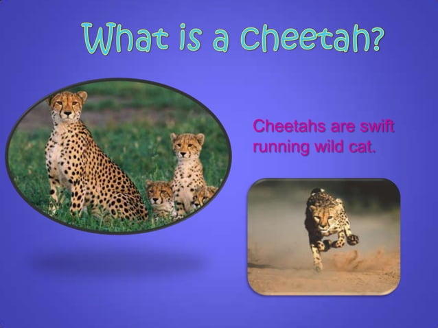 Cheetah | PPT