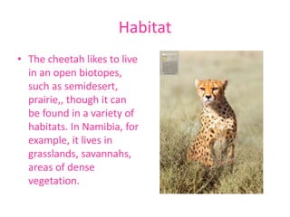 Cheetah | PPTX