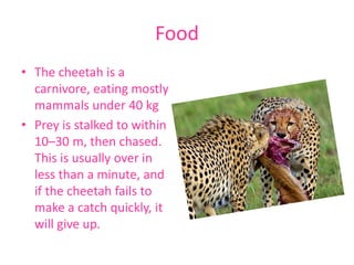 Cheetah | PPT