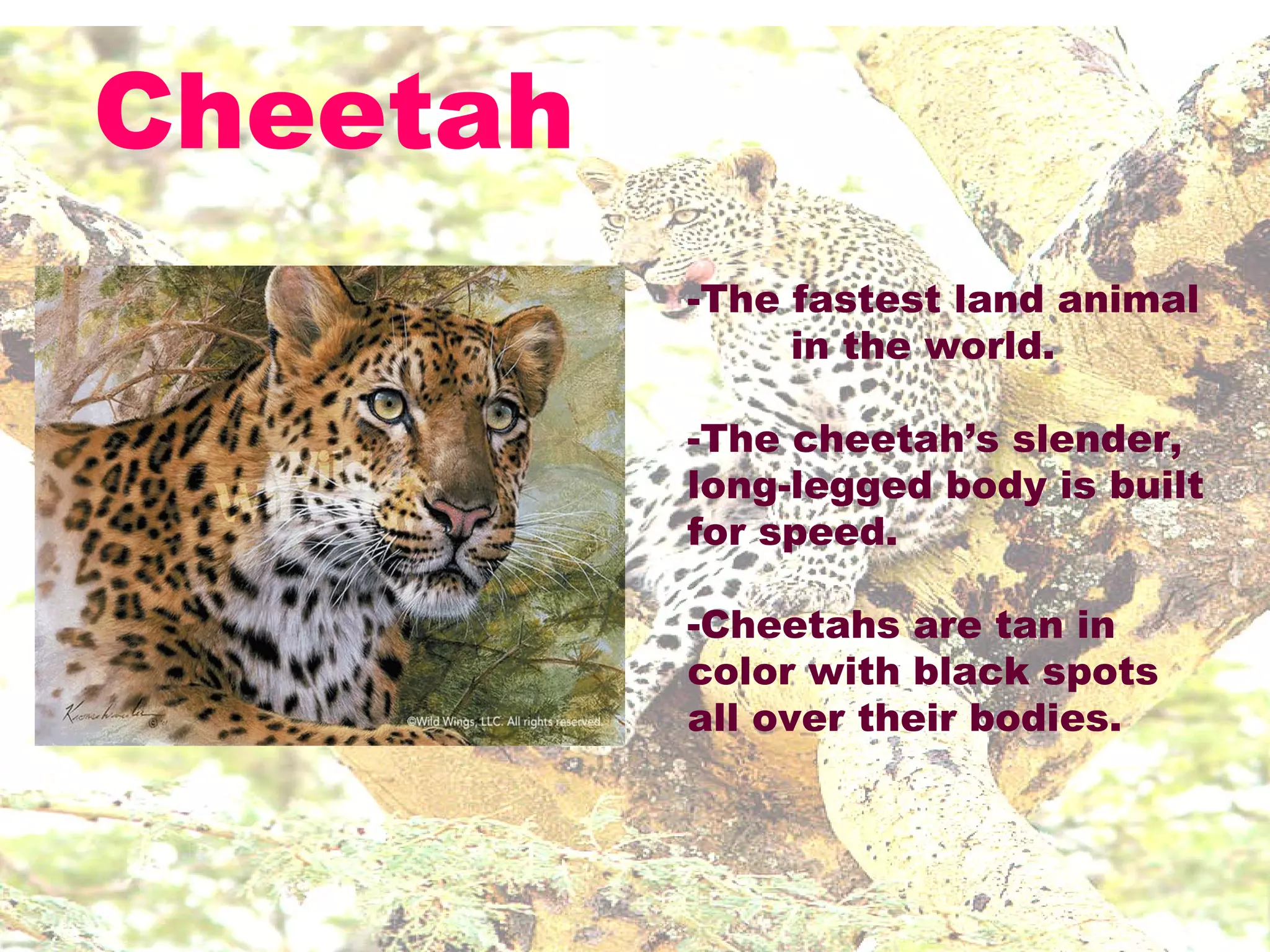 Cheetah[1] | PPT