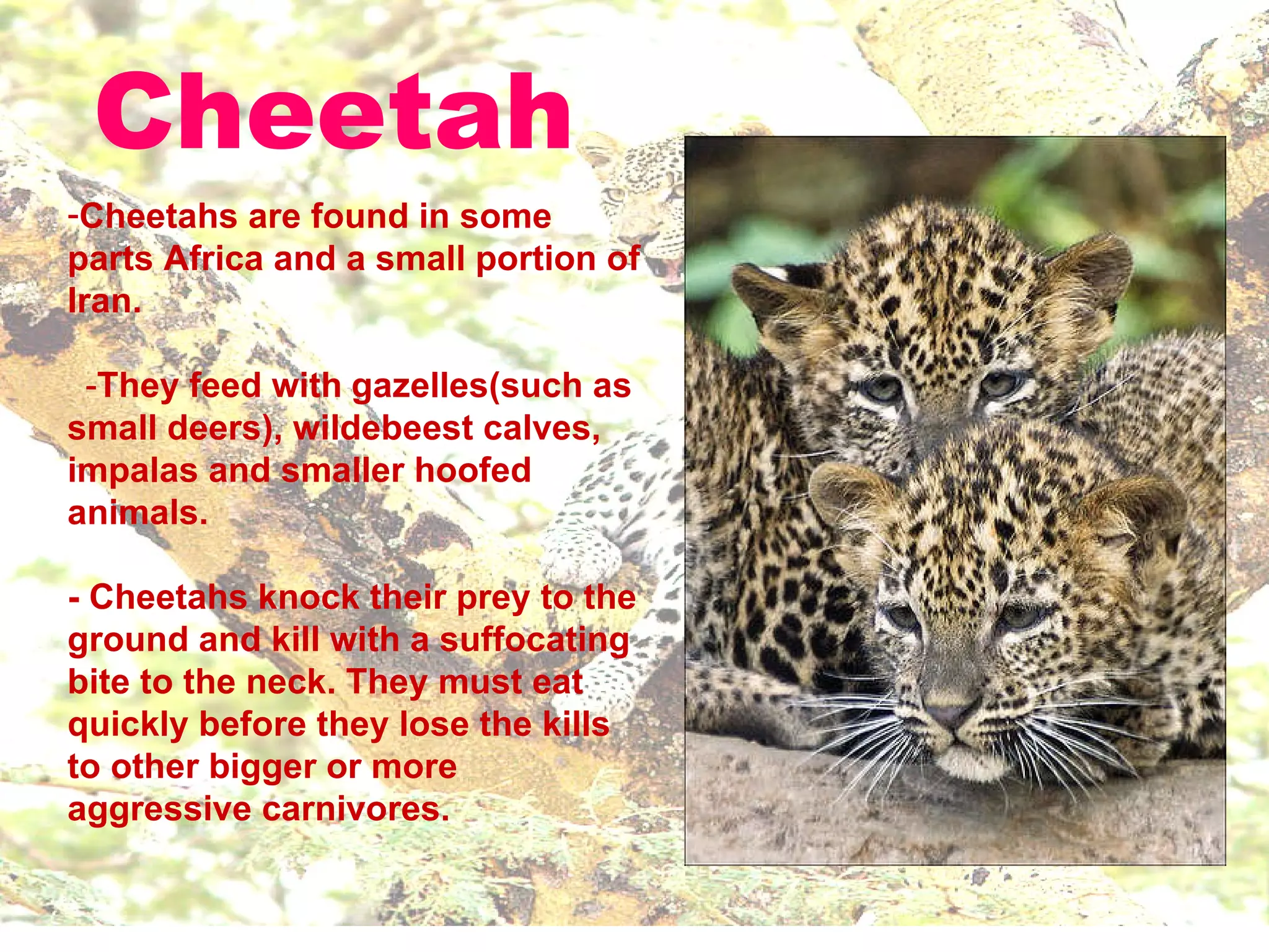 Cheetah[1] | PPT