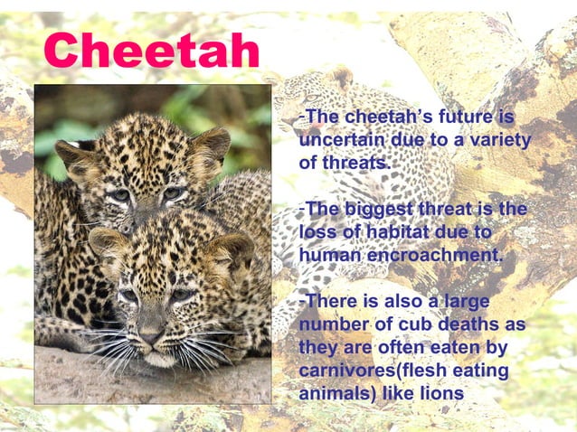Cheetah[1] | PPT