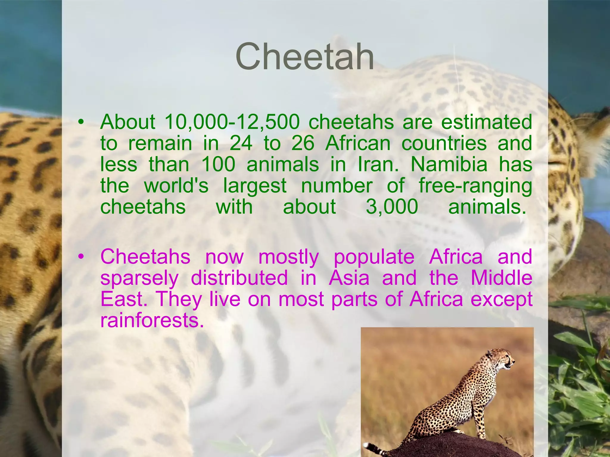 Cheetah (genetic diversity) | PPT