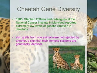 Cheetah (genetic diversity) | PPT