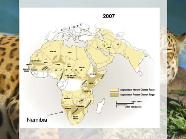 Cheetah (genetic diversity) | PPT