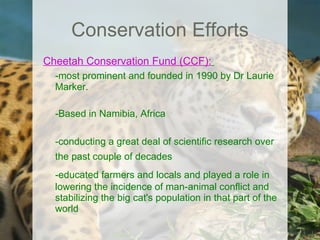 Cheetah (genetic diversity) | PPT