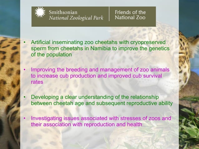 Cheetah (genetic diversity) | PPT