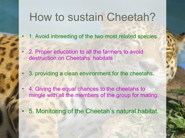 Cheetah (genetic diversity) | PPT