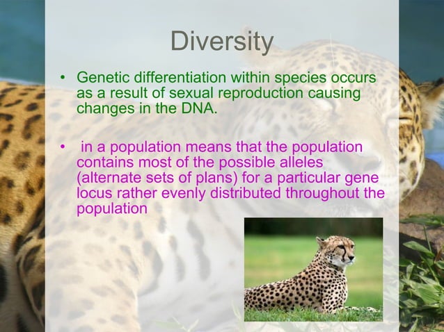 Cheetah (genetic diversity) | PPT