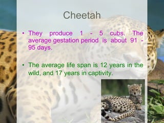 Cheetah (genetic diversity) | PPT
