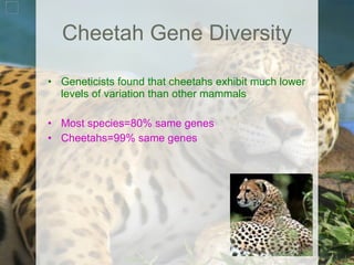 Cheetah (genetic diversity) | PPT