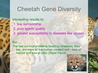 Cheetah (genetic diversity) | PPT